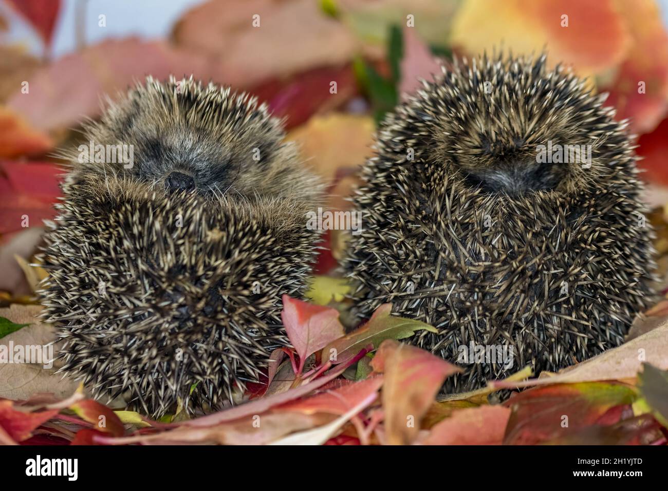 Hoglets hi-res stock photography and images - Alamy