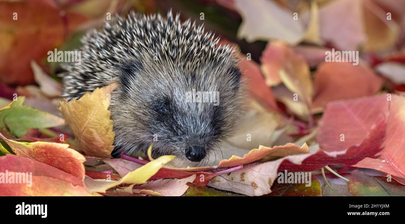 A tiny hoglet in autumn leaves Stock Photo - Alamy