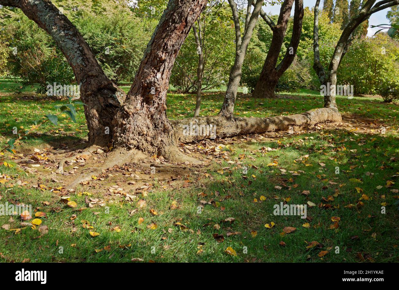 tree trunk along ground, 3 trees growing from it, unique, nature ...