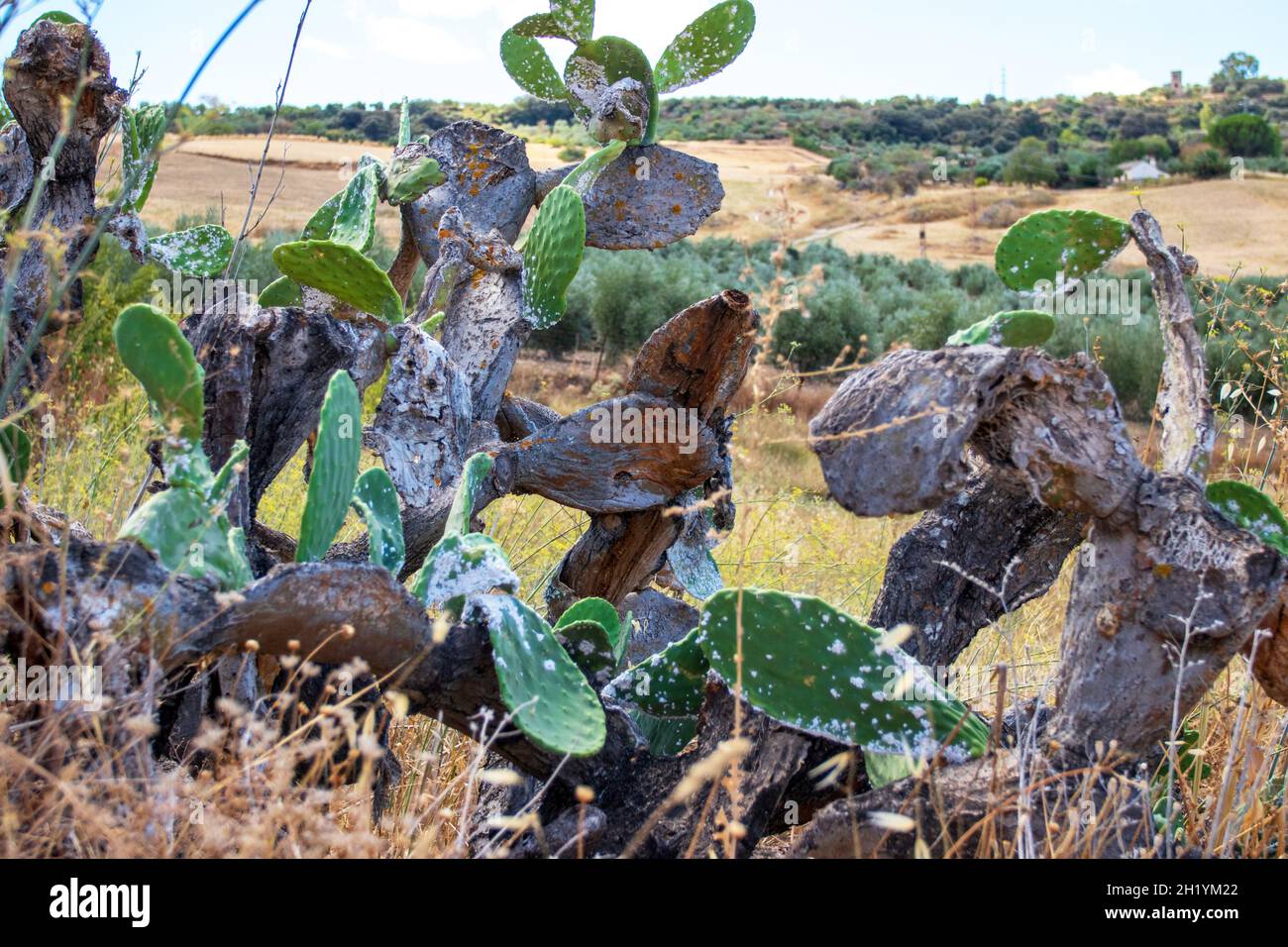 Disc cactus hi-res stock photography and images - Alamy
