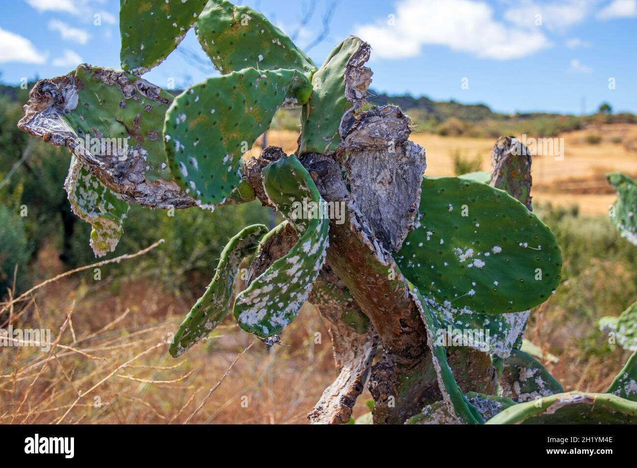 Closeup of disc cactus parasitised and destroyed by cochineal insects ...