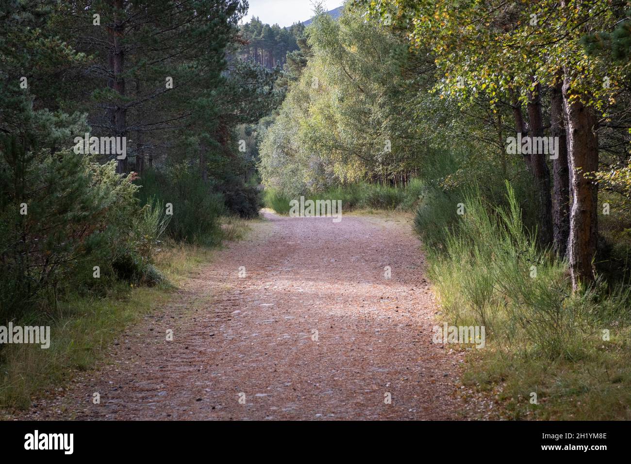 The Glenmore Forest, near Aviemore, Cairngorm National Park, Scotland ...