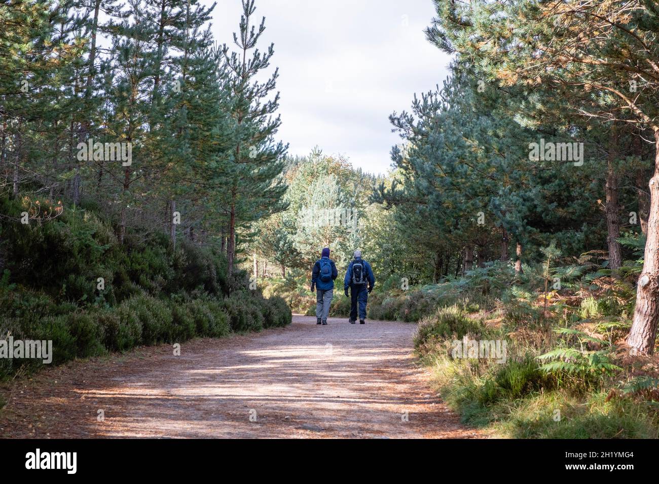 The Glenmore Forest, near Aviemore, Cairngorm National Park, Scotland ...