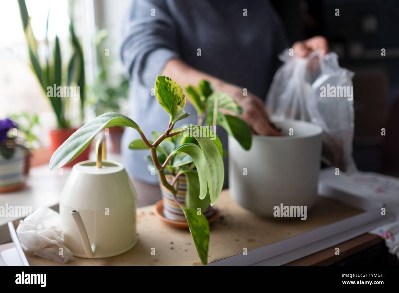 Woman planting a flower and spring cleaning Stock Photo - Alamy