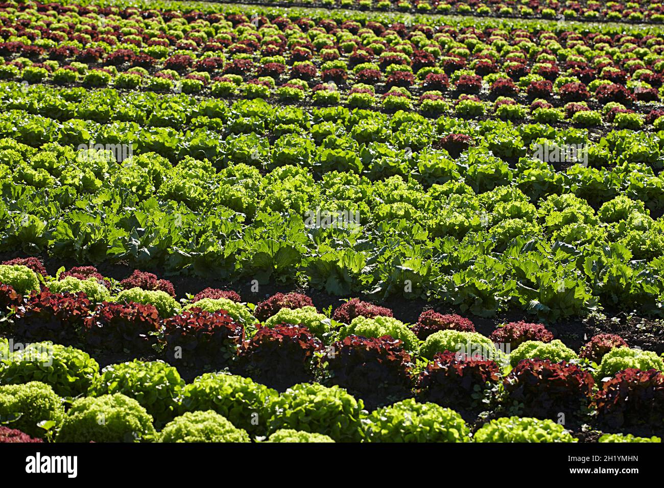 A field of lettuce in the sunshine Stock Photo - Alamy