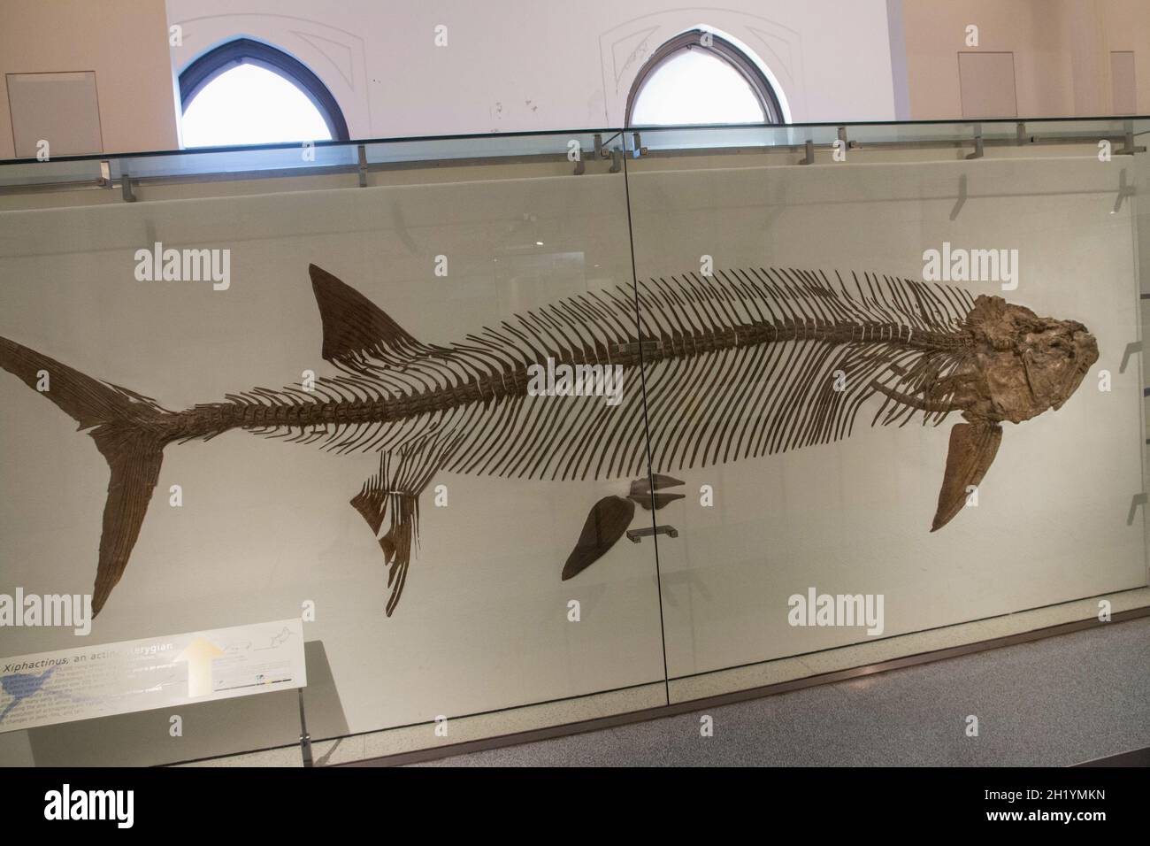 Xiphactinus Xiphactinus Audax Leidy