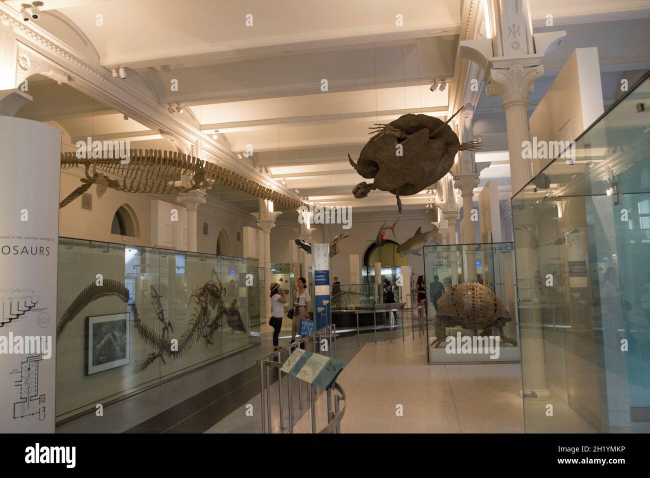 A extinct hi-res stock photography and images - Alamy