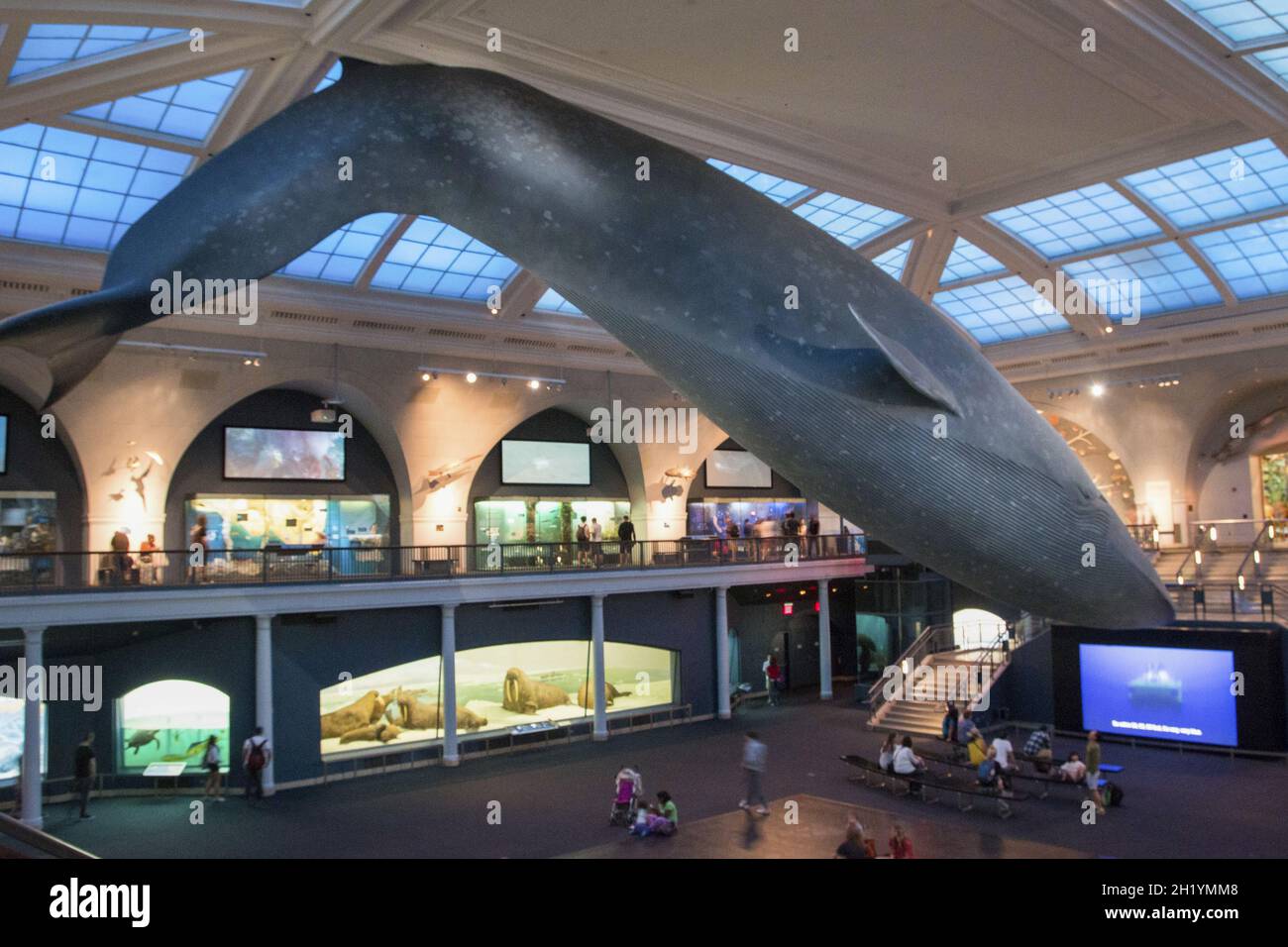 NEW YORK, UNITED STATES - Jun 14, 2017: An image of a blue whale model ...