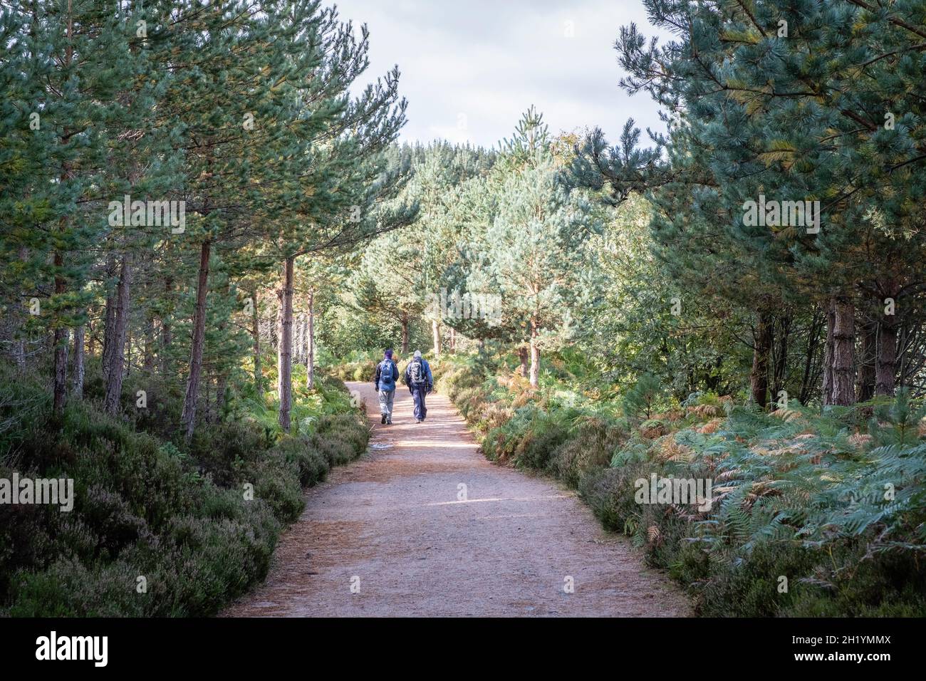 The Glenmore Forest, near Aviemore, Cairngorm National Park, Scotland ...