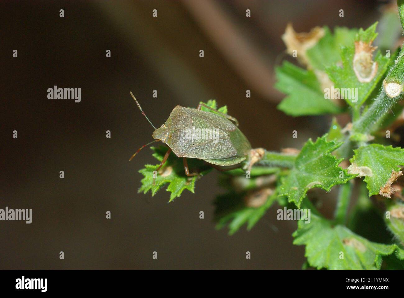 Hemiptera Pentatomidae Stink Bugs (Pentatomidae) Of NZ » Manaaki