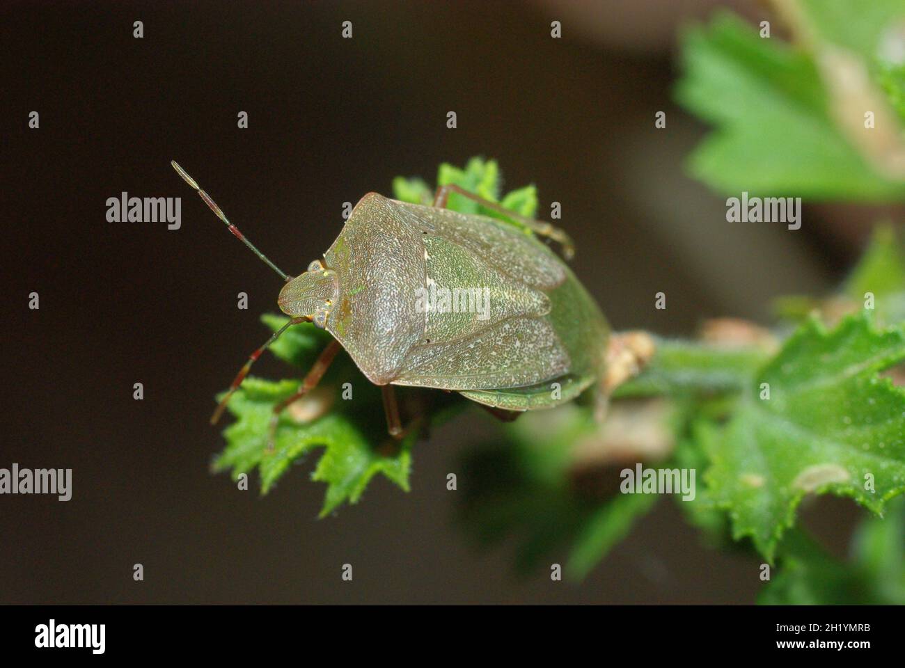 The insect Southern green stink bug, Nezara viridula, is in the order ...