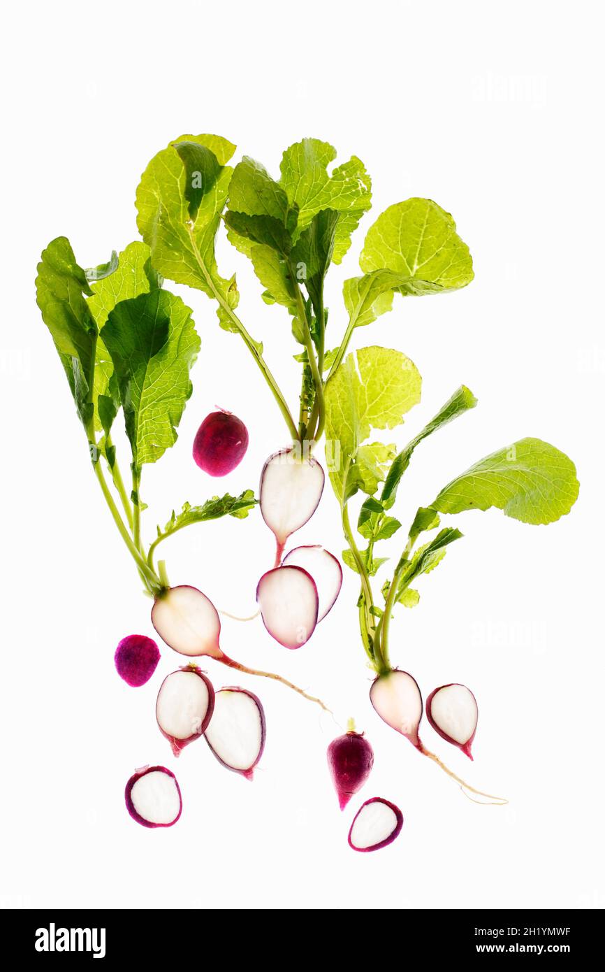 Radish root cross section hi-res stock photography and images - Alamy