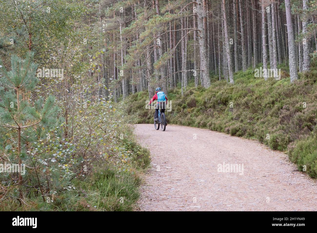 The Glenmore Forest, near Aviemore, Cairngorm National Park, Scotland ...