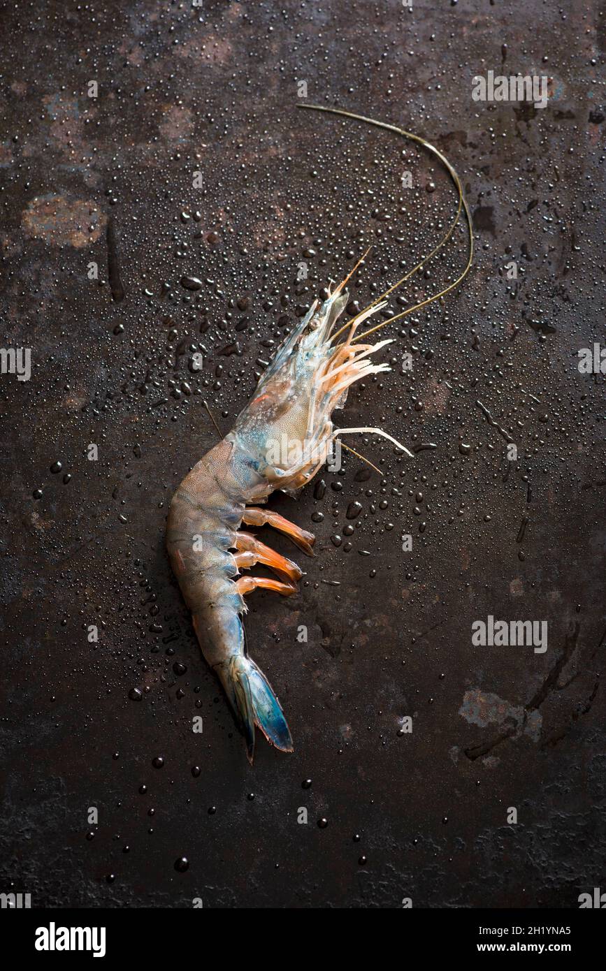 Blue prawn hi-res stock photography and images - Alamy