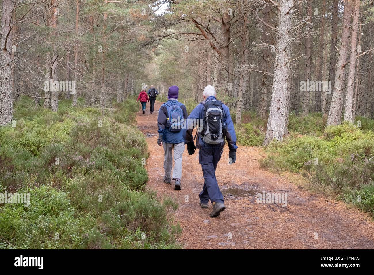 The Glenmore Forest, near Aviemore, Cairngorm National Park, Scotland ...