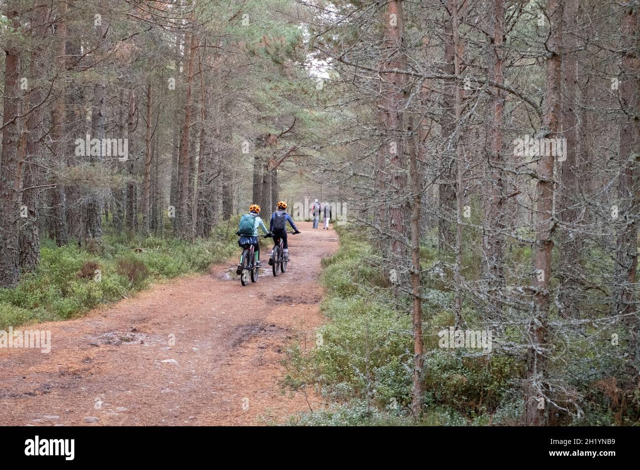 The Glenmore Forest, near Aviemore, Cairngorm National Park, Scotland ...