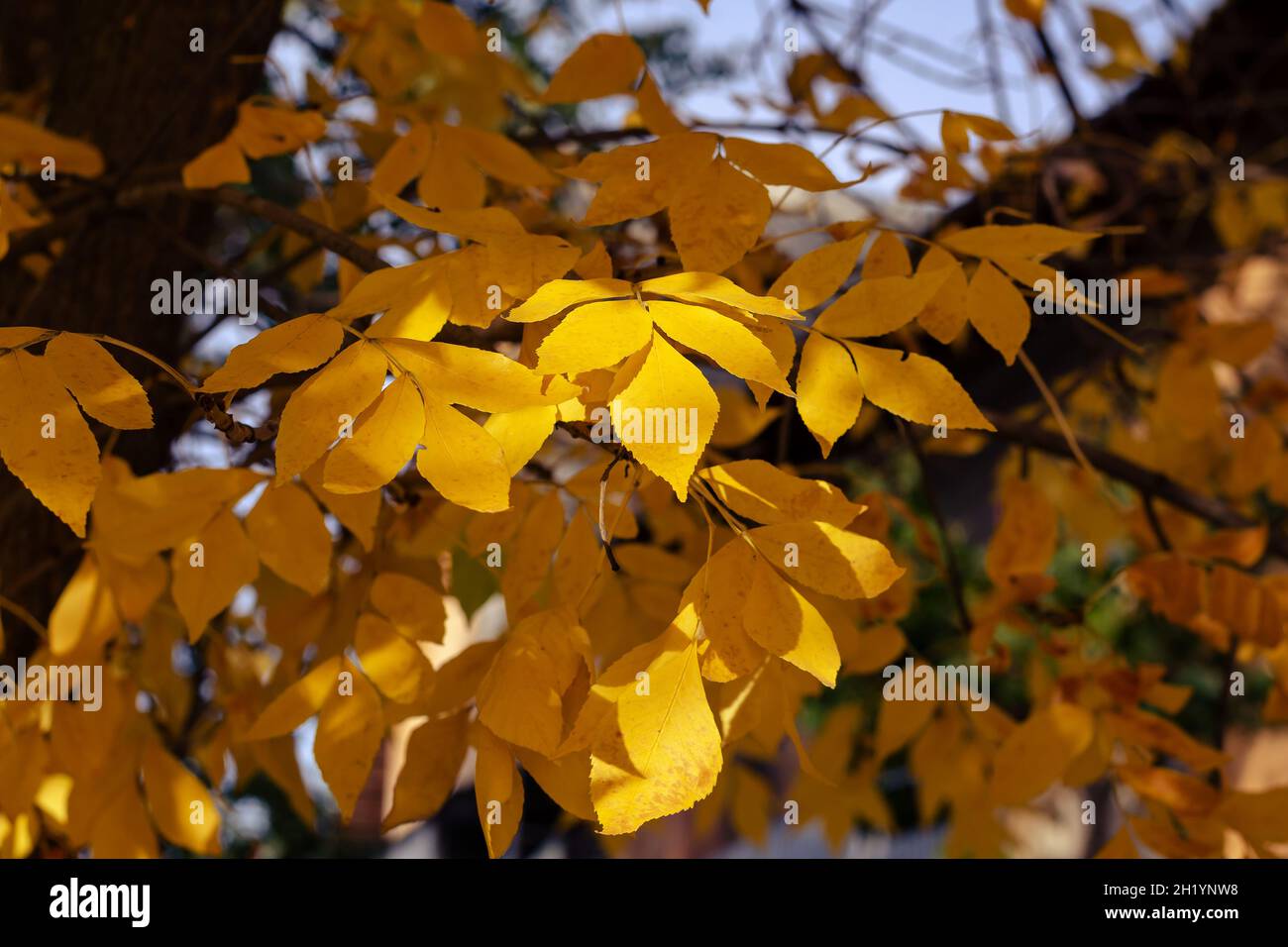 Indian ash tree hi-res stock photography and images - Alamy