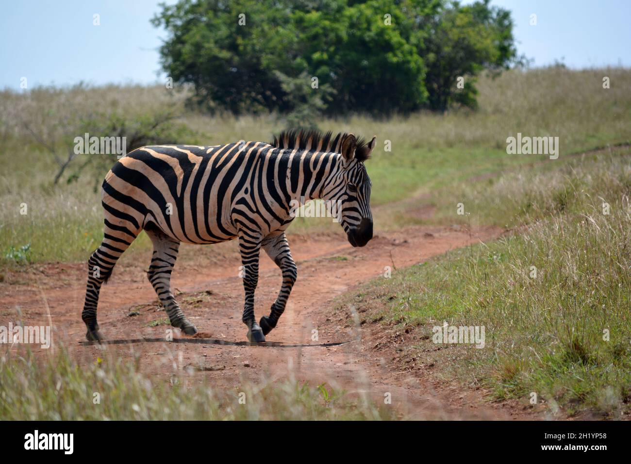 Burchell‘s zebra (Equus quagga) in Akagera National Park, a nature ...