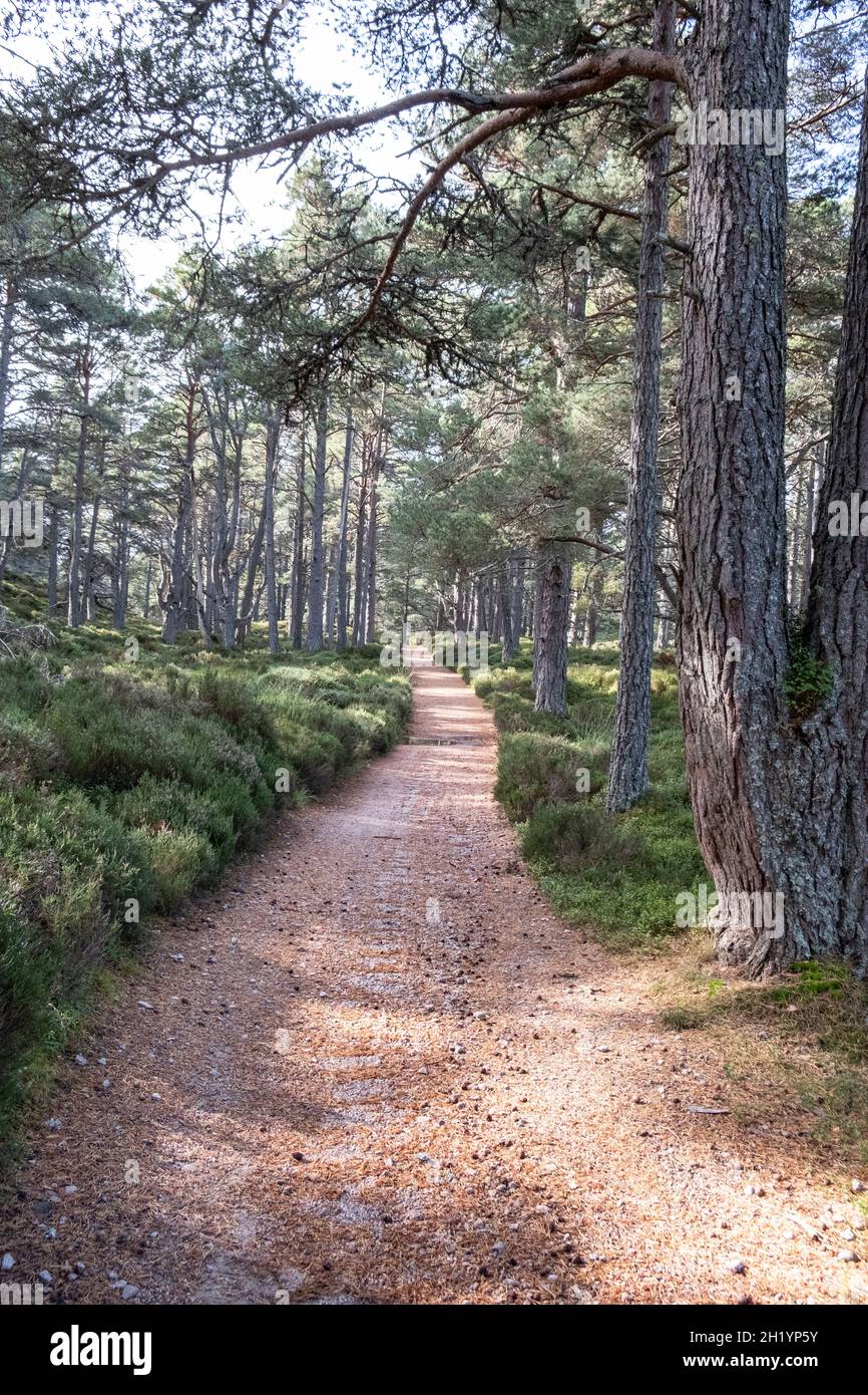The Glenmore Forest, near Aviemore, Cairngorm National Park, Scotland ...