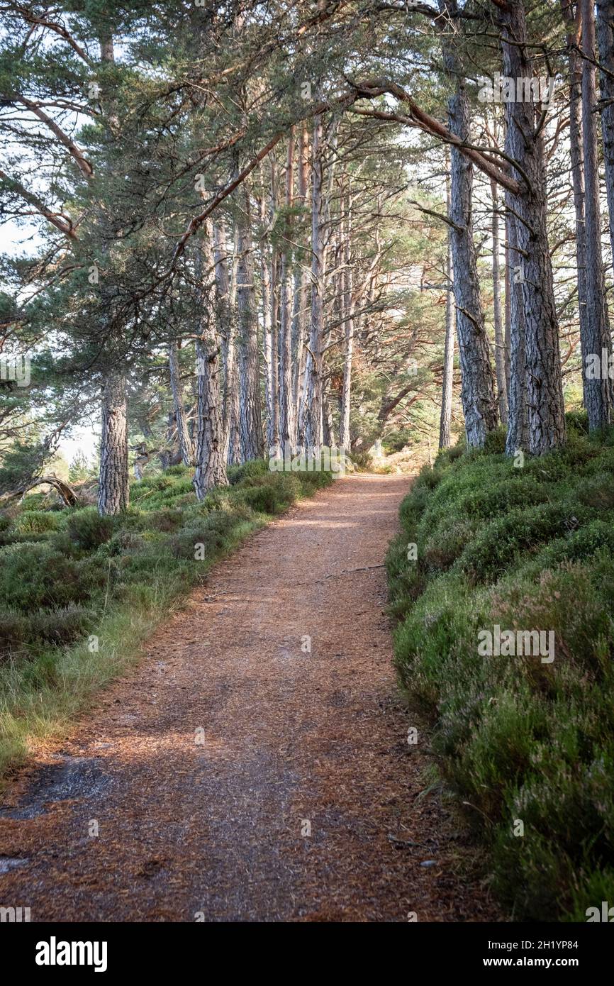 The Glenmore Forest, near Aviemore, Cairngorm National Park, Scotland ...