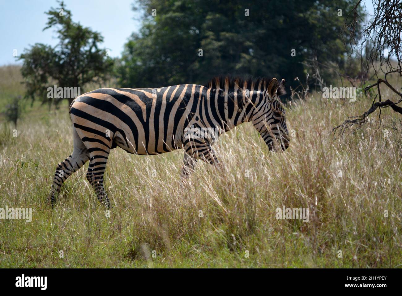 Burchell‘s zebra (Equus quagga) in Akagera National Park, a nature ...