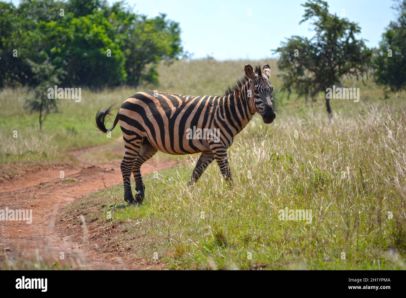 Burchell‘s zebra (Equus quagga) in Akagera National Park, a nature ...