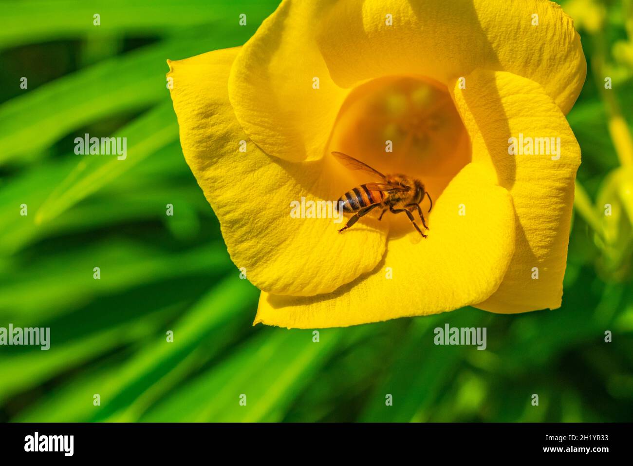 Honey bees fly and climb into the yellow Oleander flower on tree with ...
