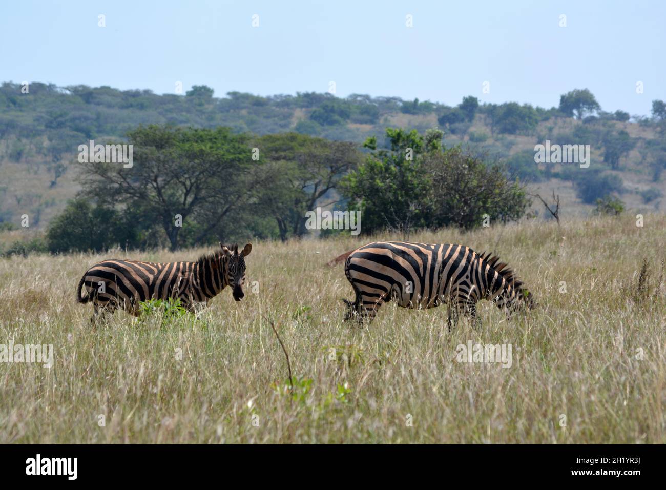 Burchell‘s zebra (Equus quagga) in Akagera National Park, a nature ...