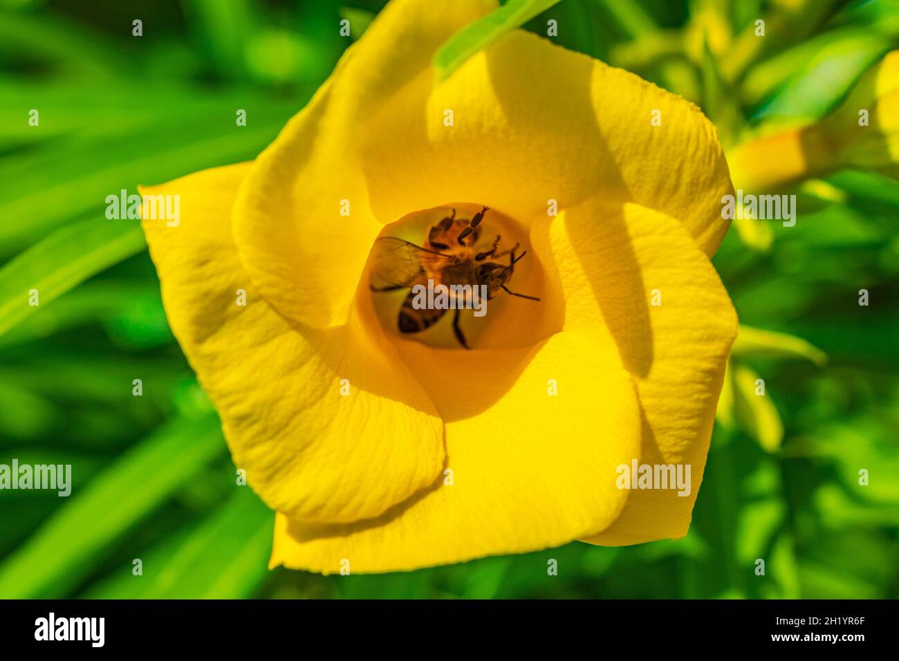 Honey bees fly and climb into the yellow Oleander flower on tree with ...