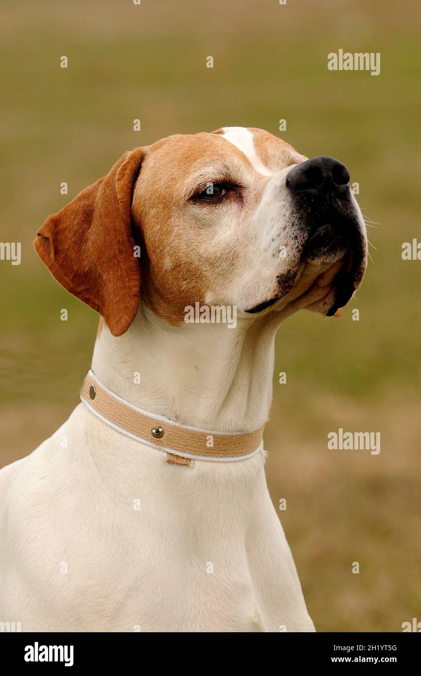 Vertical closeup of a german shorthaired pointer dog outdoors Stock ...