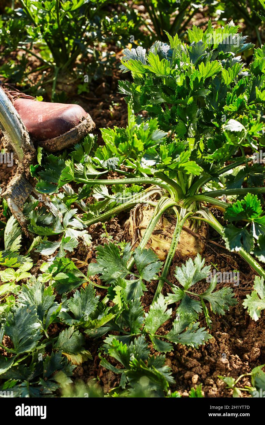 Being dug up hi-res stock photography and images - Alamy