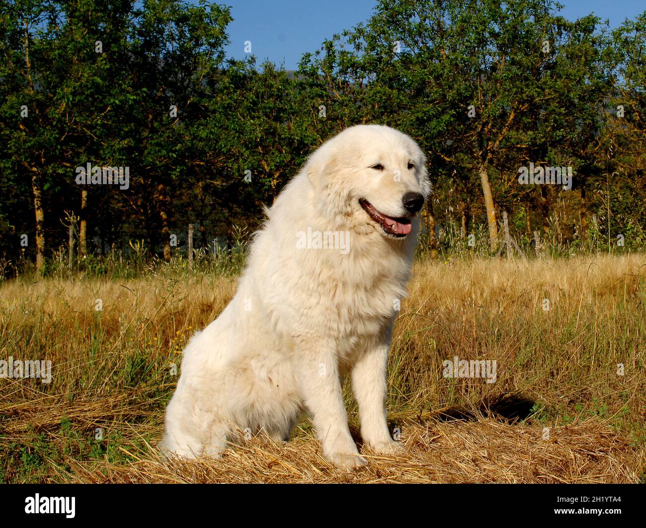 Maremma dog hi-res stock photography and images - Alamy