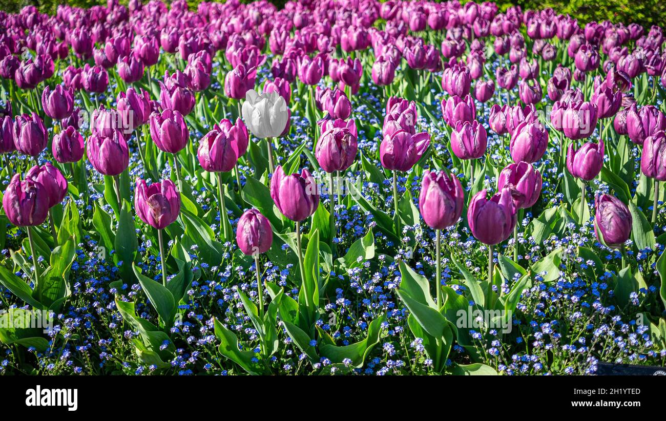 Lone tulip hi-res stock photography and images - Alamy