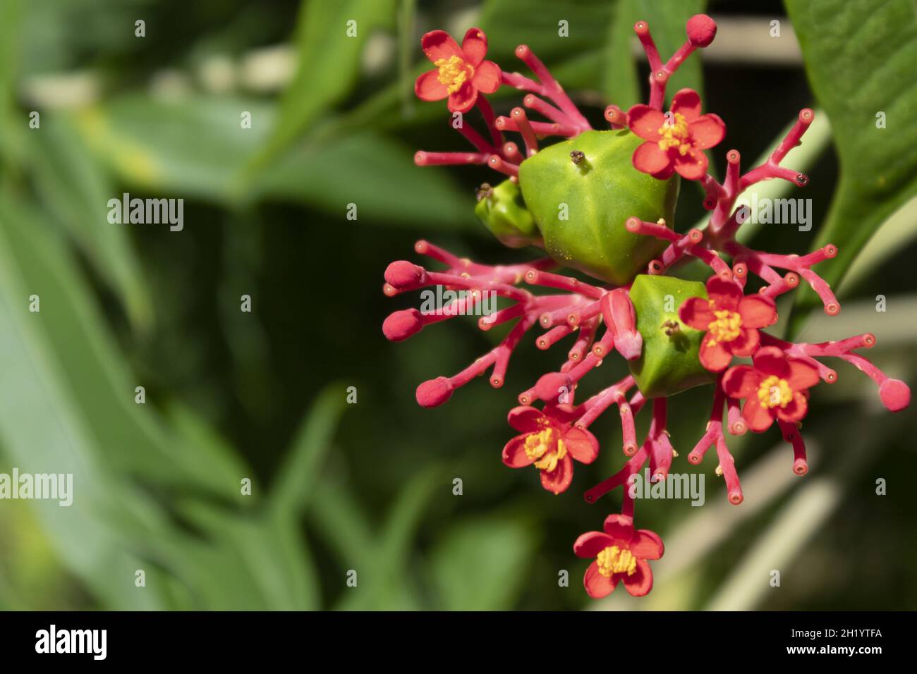 Red physic nut hi-res stock photography and images - Alamy