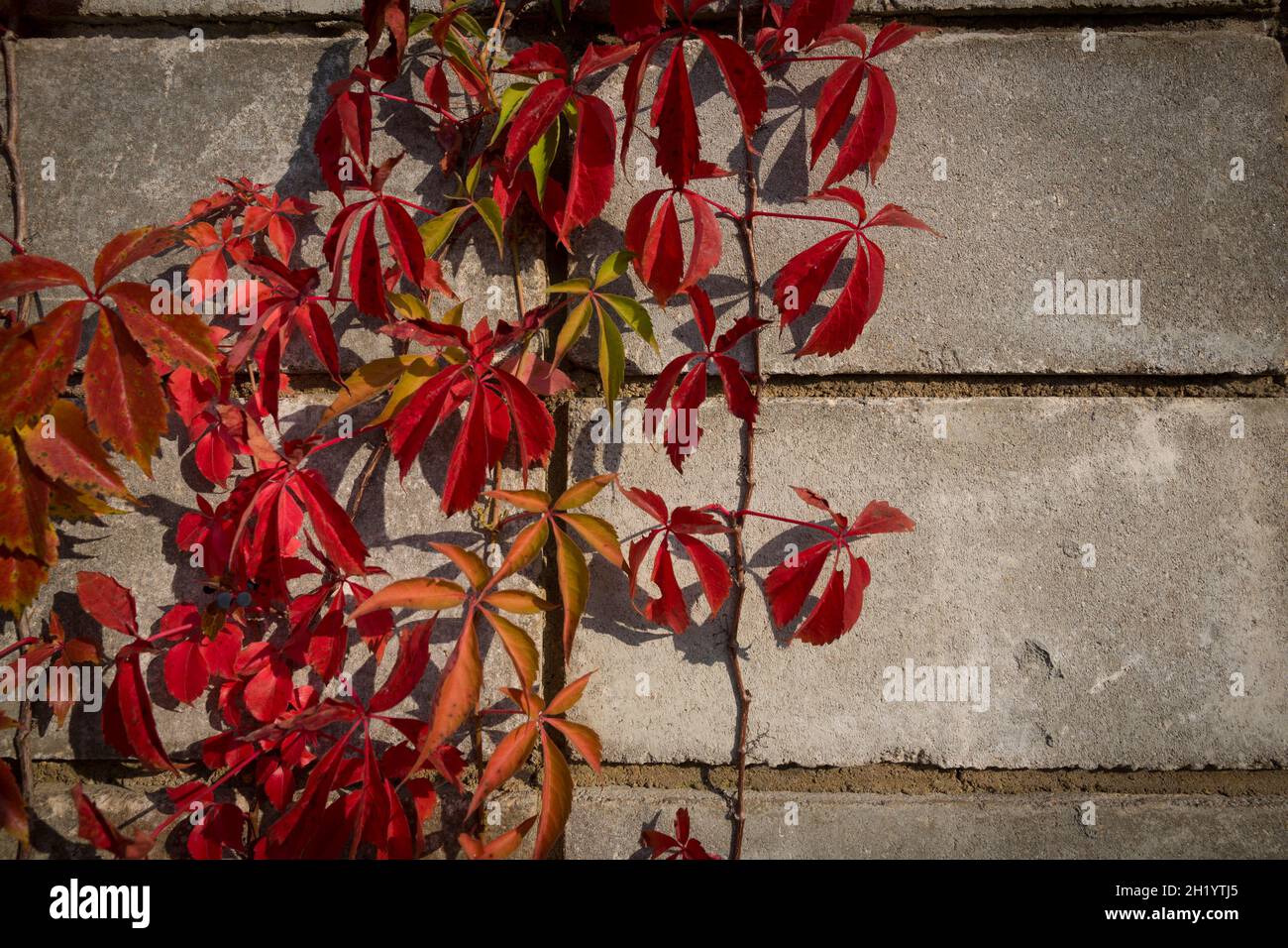 Red, purple autumn ivy vine leaves on the background of a stone wall ...