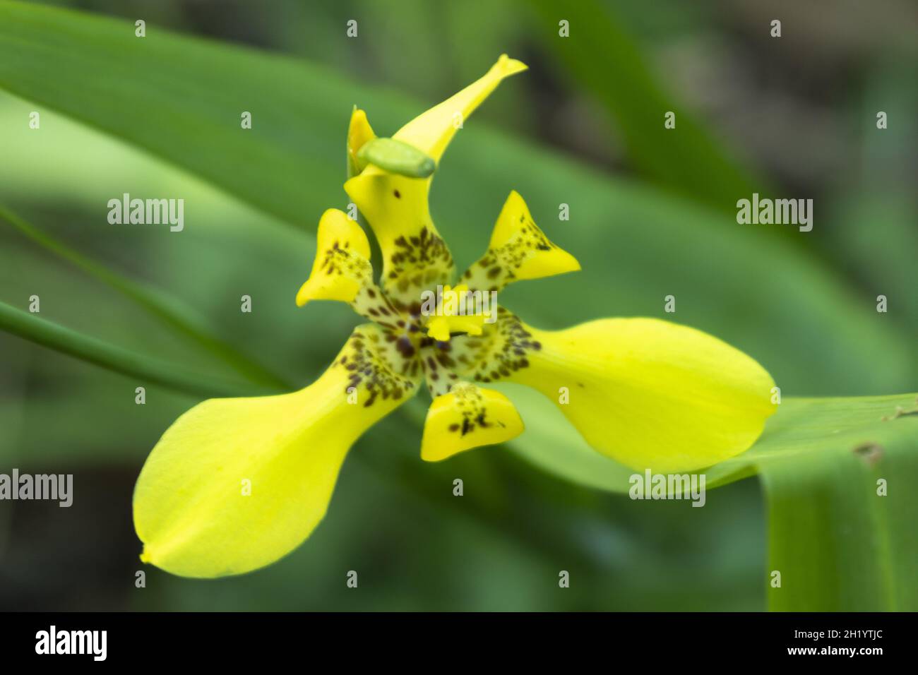 Apostles flower hi-res stock photography and images - Alamy