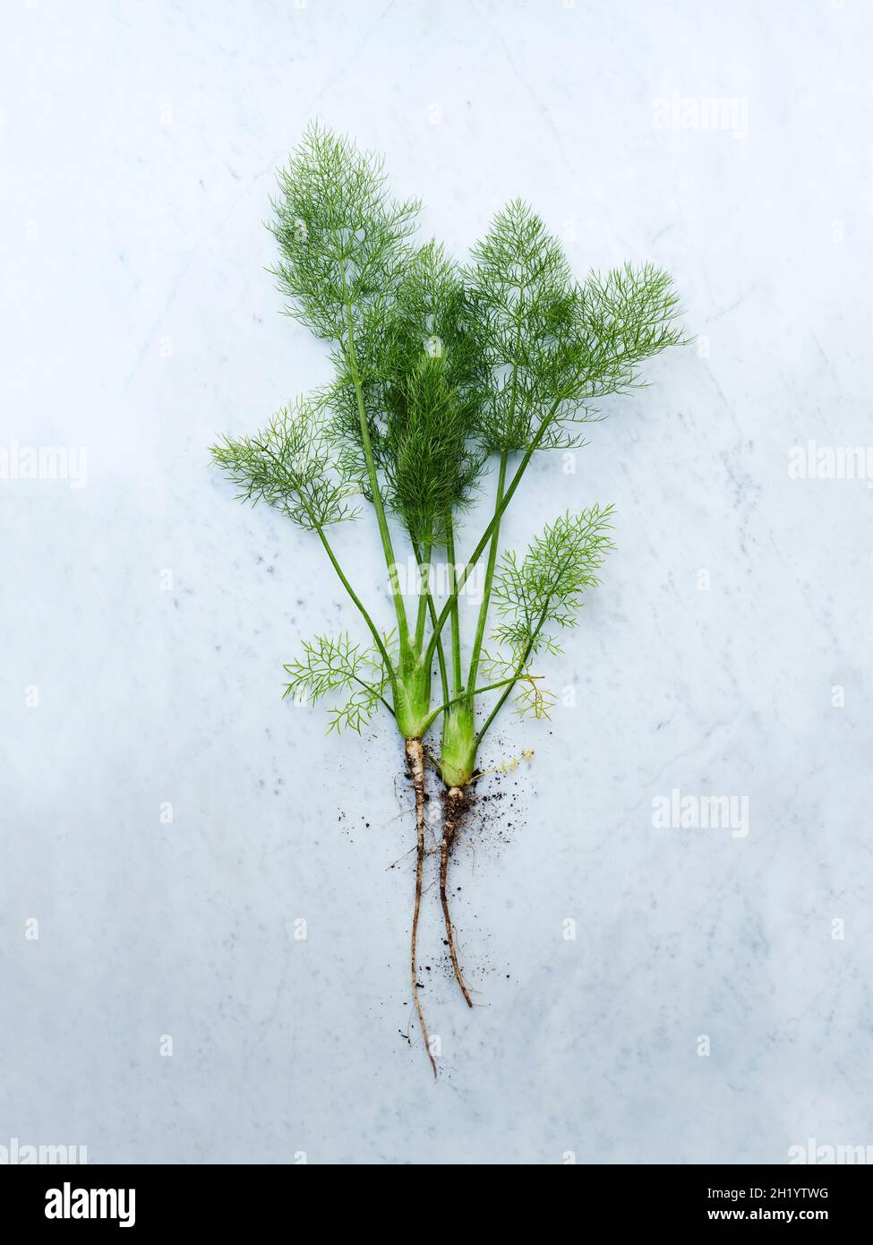 Fresh fennel with roots Stock Photo - Alamy