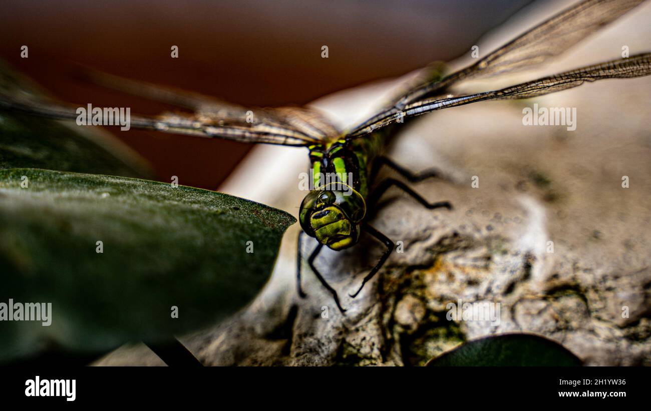 Dragonfly wasp hi-res stock photography and images - Alamy