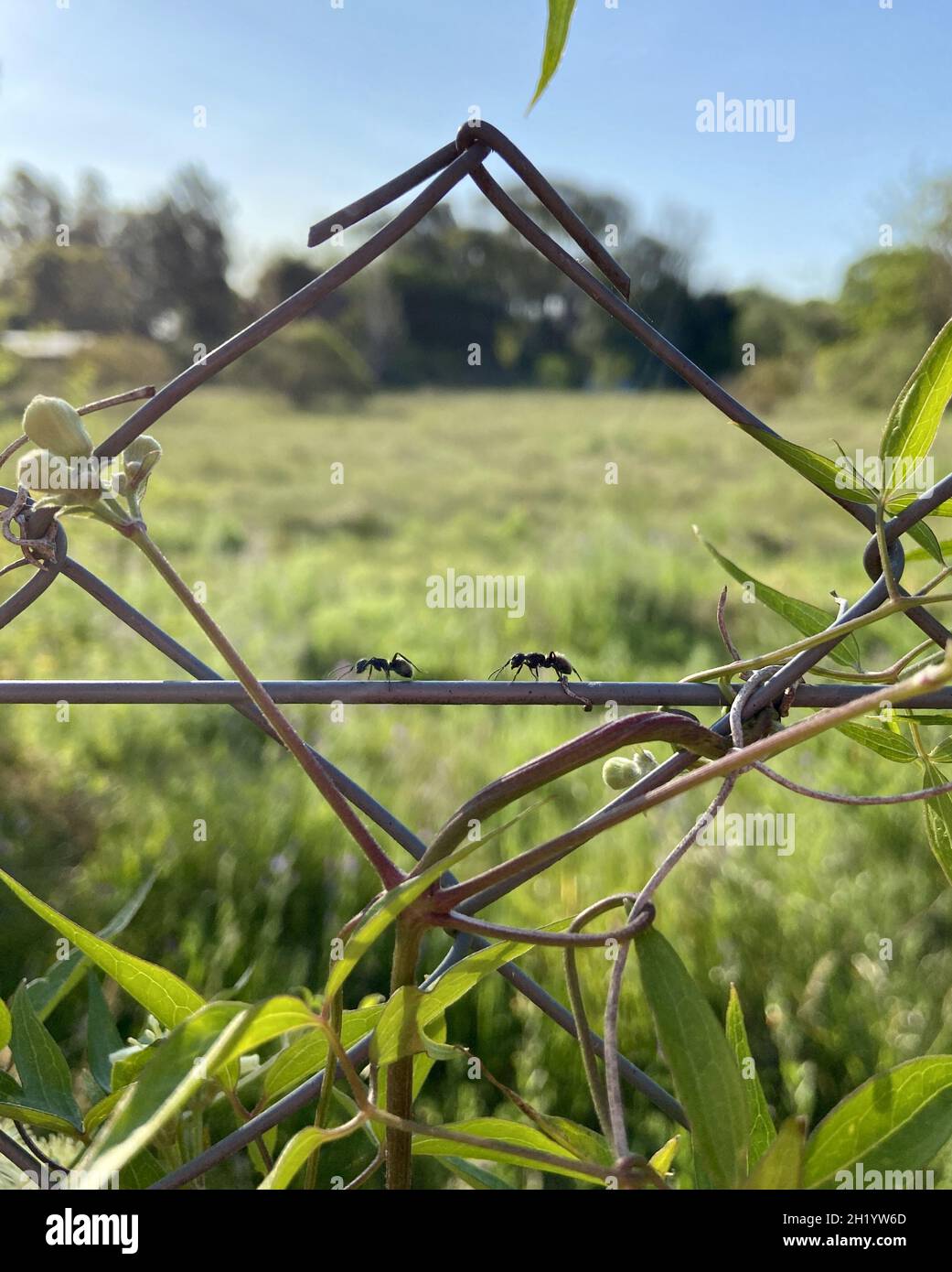 Ants on a chain-link fence Stock Photo - Alamy