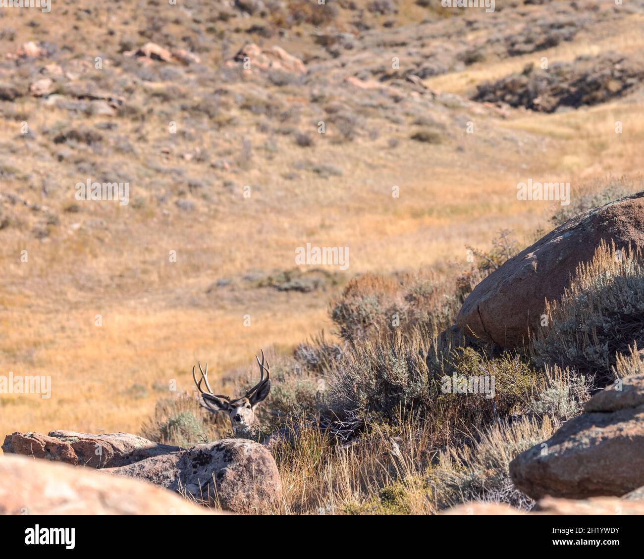 A mule deer buck is on high alert in his Wyoming bed Stock Photo - Alamy