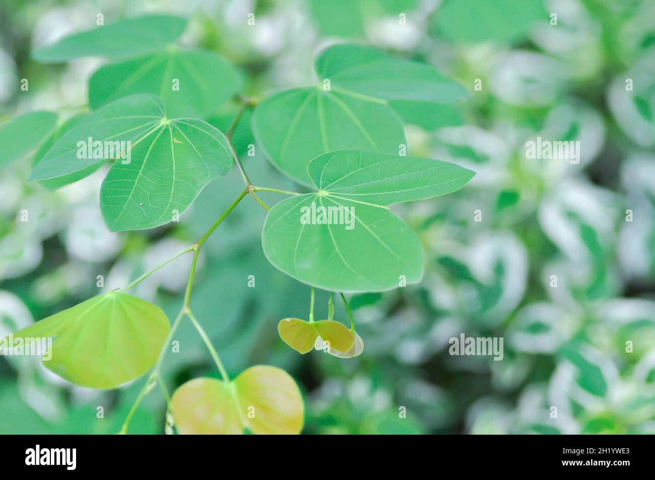 Bauhinia malabarica, Bauhinia variegata plant or Bauhinia variegata ...