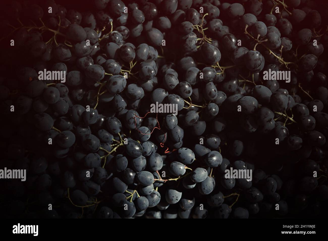 Closeup Black Grapes Background and sunlight Stock Photo - Alamy