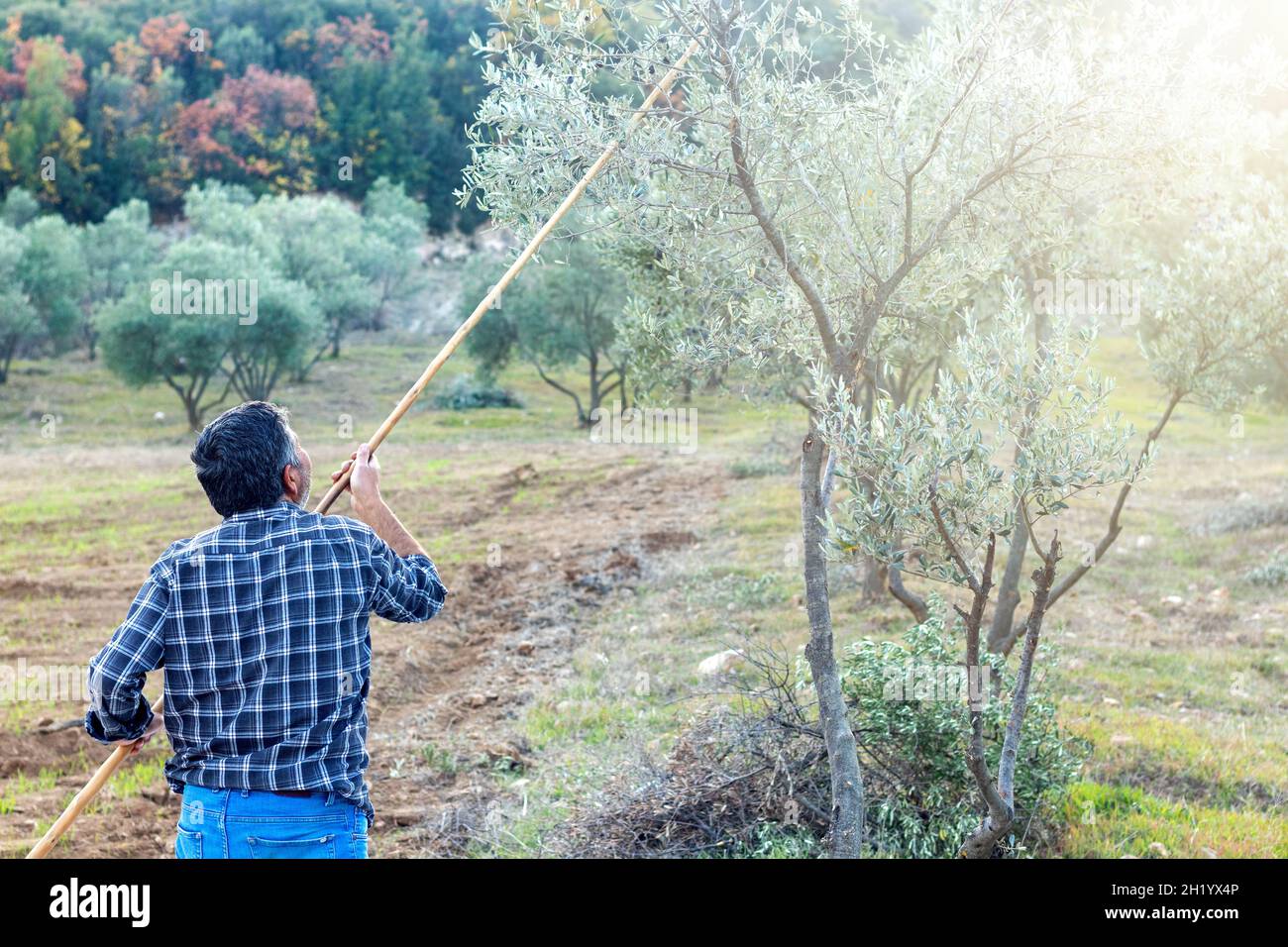 Man worker collecting ripe olives by using traditional methods . Olive ...