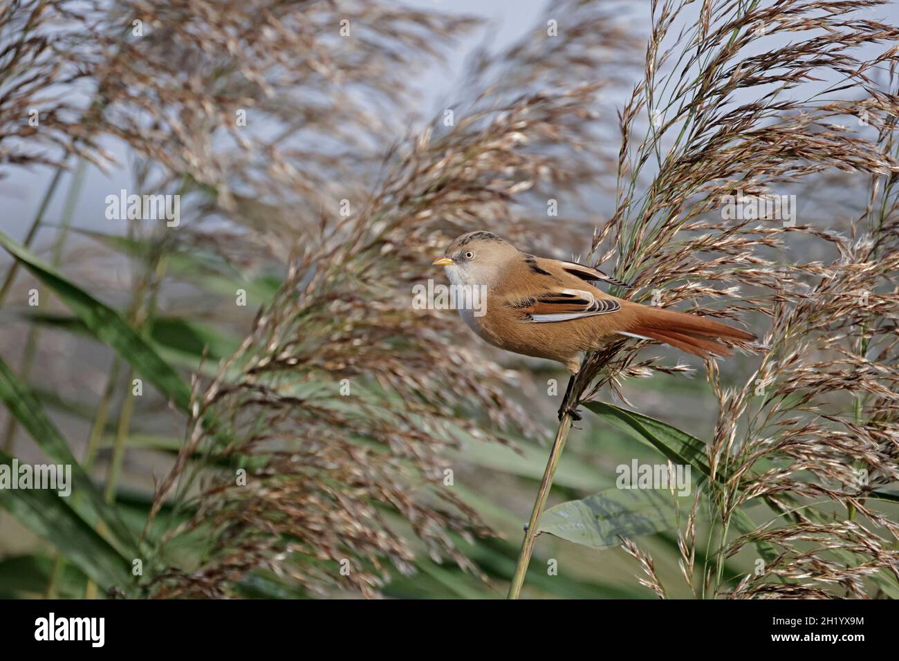 Female Bearded Reedling at RSPB Minsmere Suffolk UK Stock Photo - Alamy