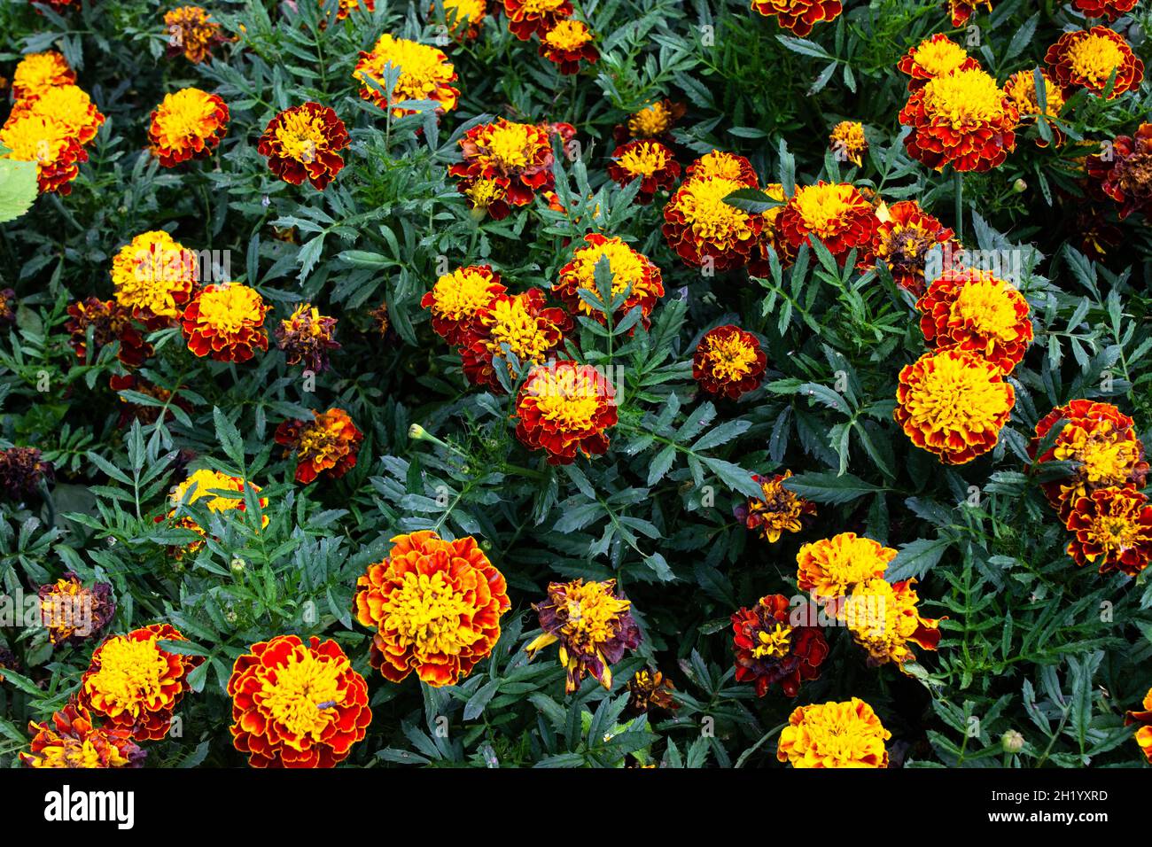 Marigold texture hi-res stock photography and images - Alamy
