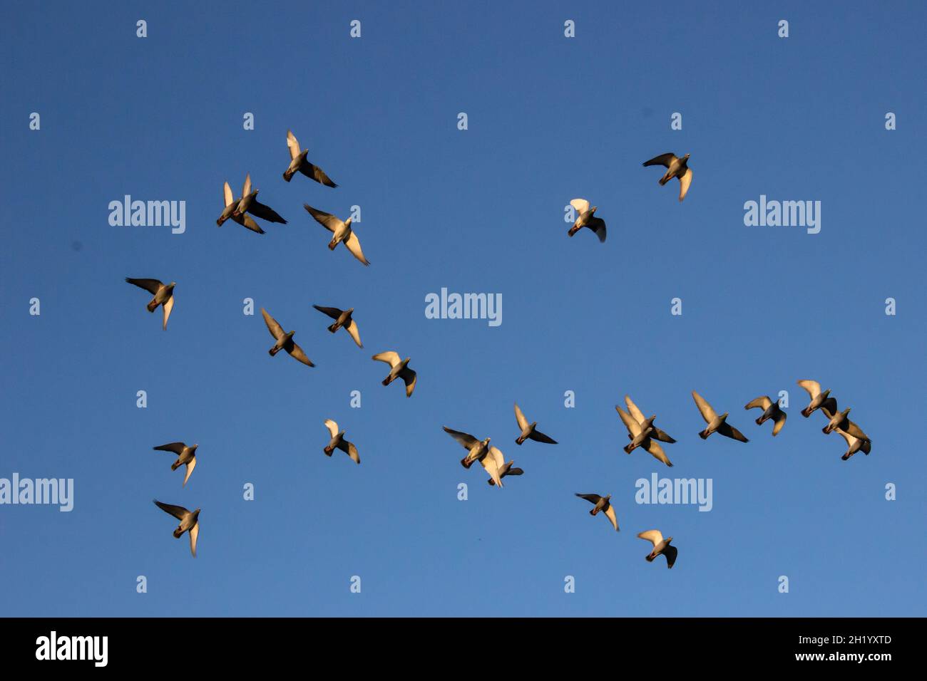 Flock of birds flying Stock Photo - Alamy