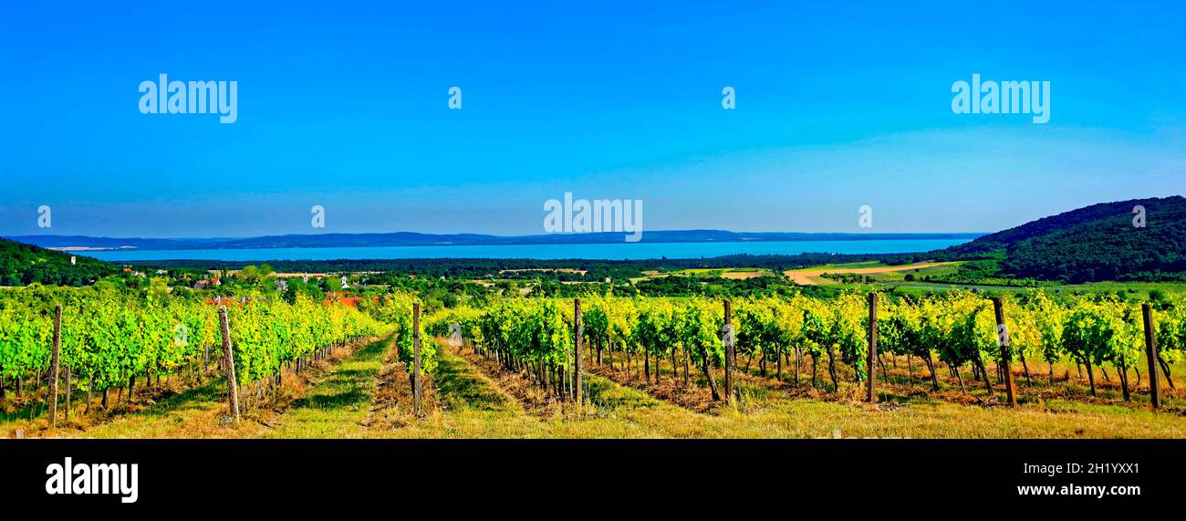 Balaton lake wine hi-res stock photography and images - Alamy