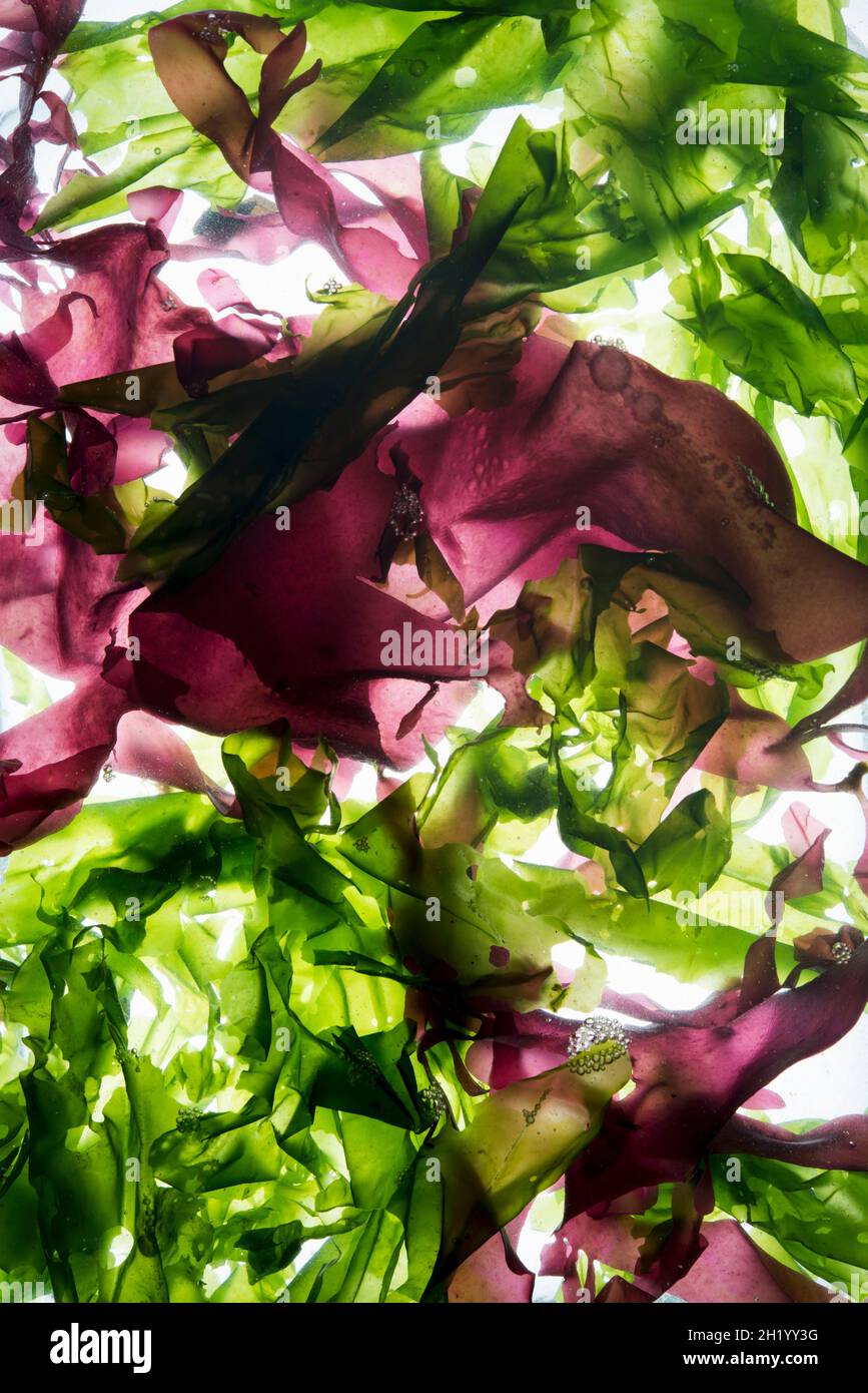 Seaweed floating in water (full-frame Stock Photo - Alamy