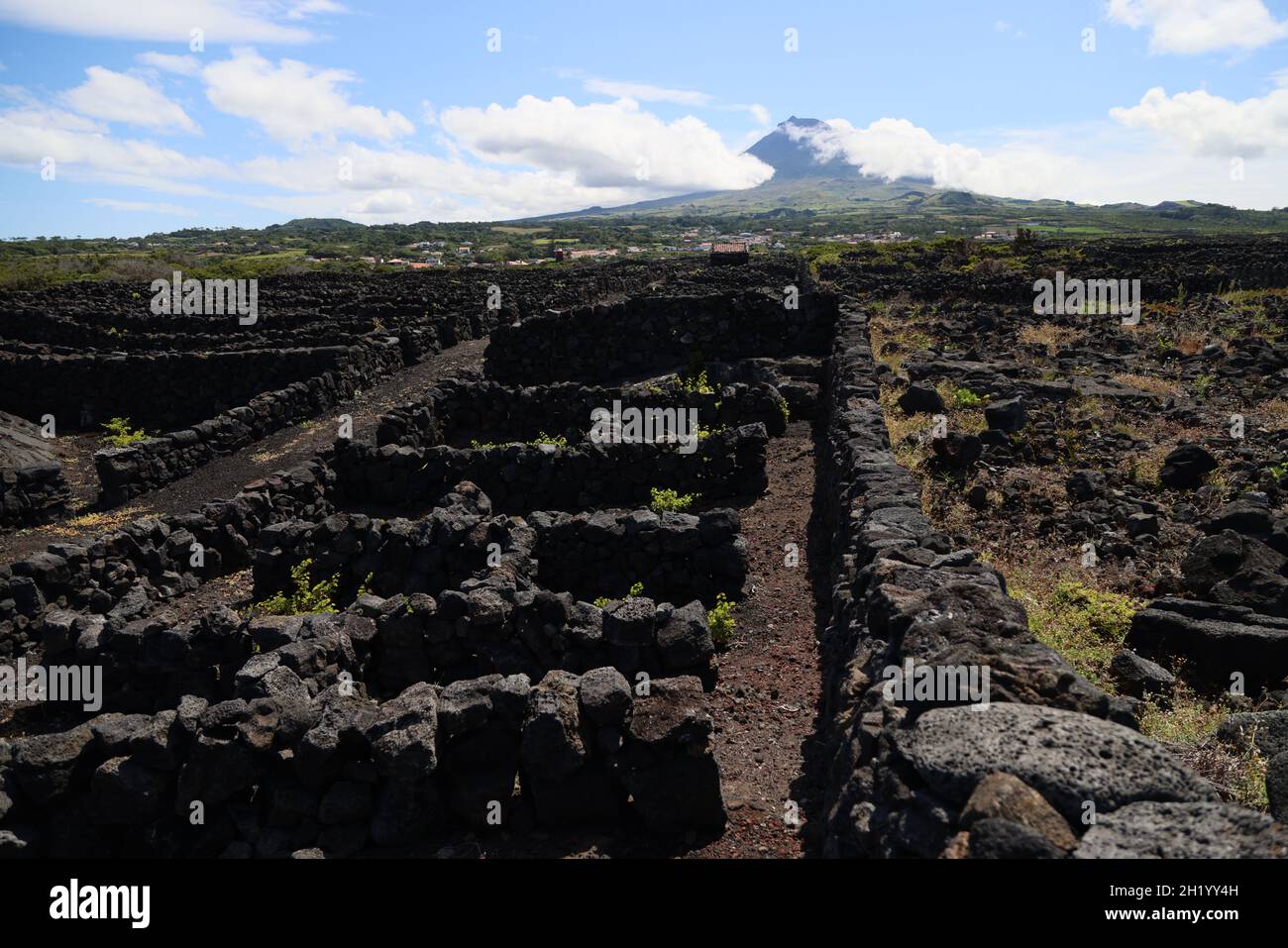 The typical vineyards of Pico, Unesco heritage, Azores Stock Photo - Alamy