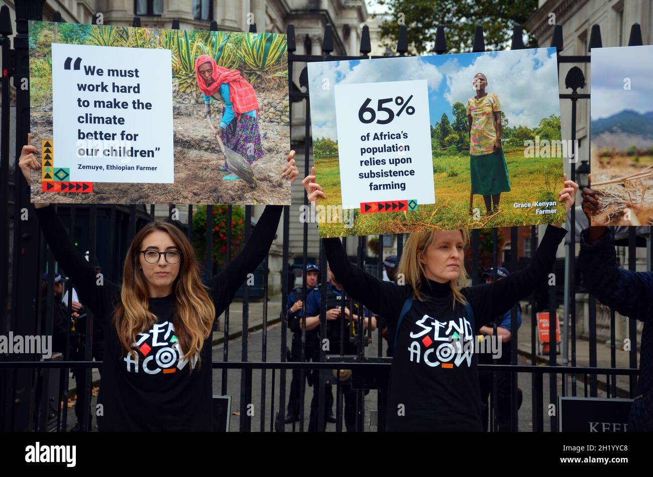 Which were forcing them to slaughter healthy dairy cows hi-res stock ...